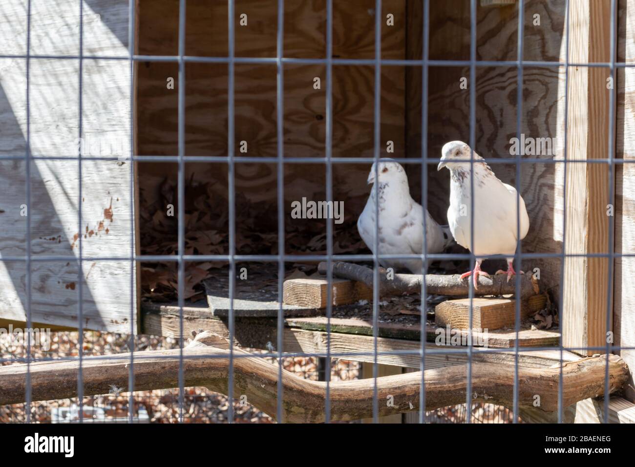 A pair of white spotted doves in a cage on display at Bluebird Gap Farm ...