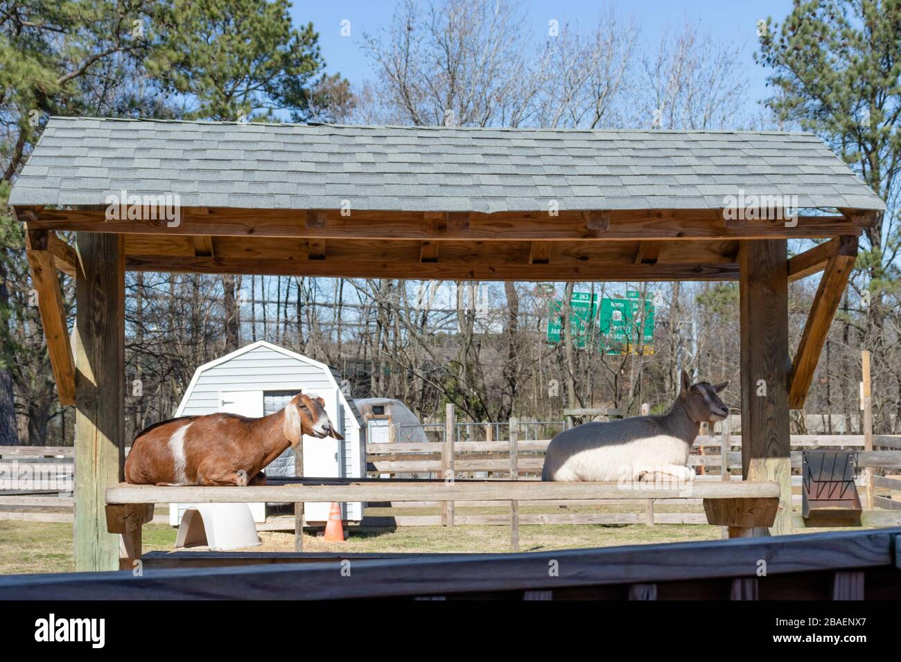 Hampton, VA/USA-March 1,2020: Goats sitting on a covered picnic table ...