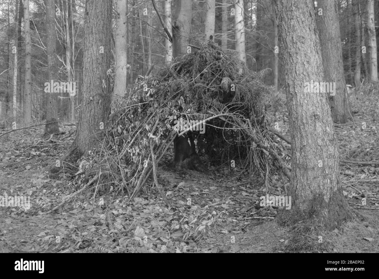 Stick hideout hi-res stock photography and images - Alamy