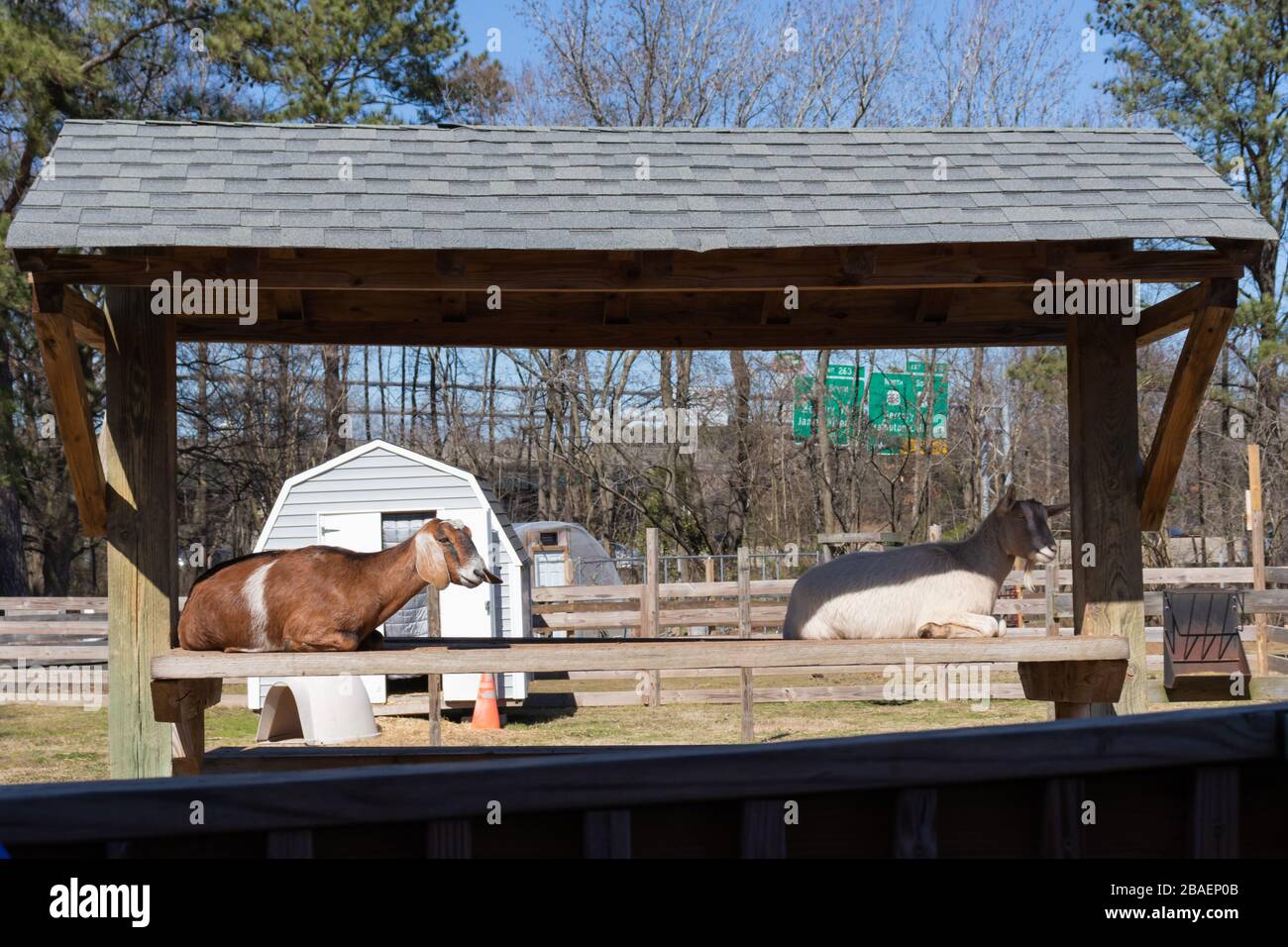 Hampton, VA/USA-March 1,2020: Goats sitting on a covered picnic table ...