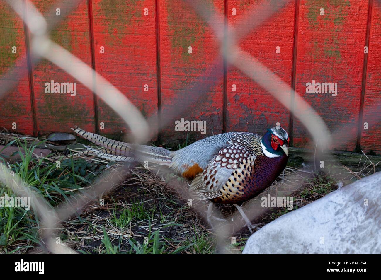 A colorful Ring-necked Pheasant behind a chain link fence at a local ...