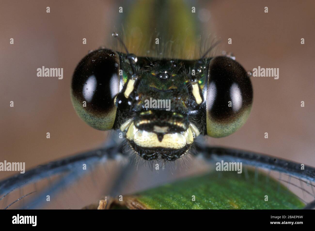 Augen libelle hi-res stock photography and images - Alamy