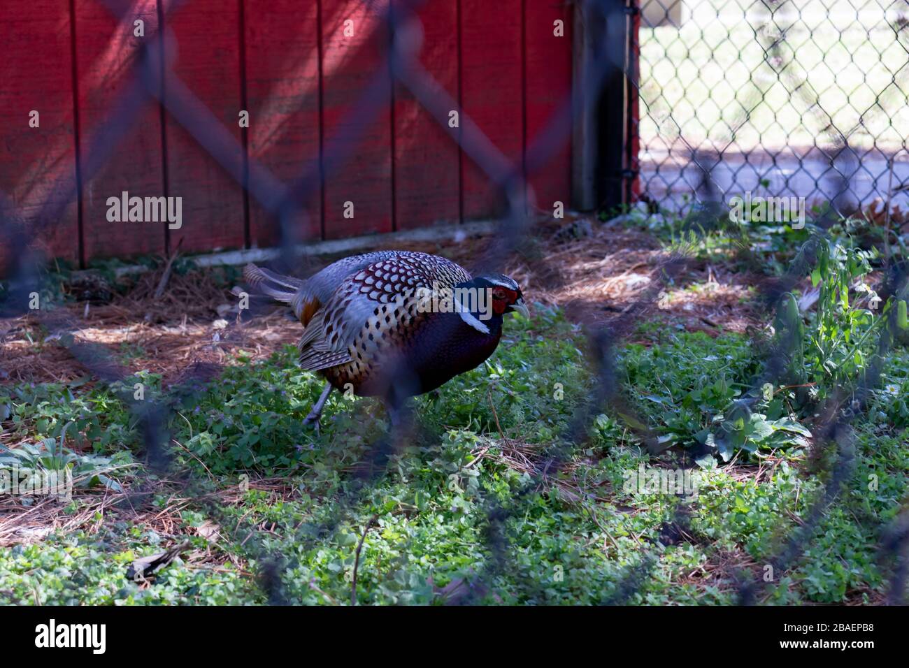 A colorful Ring-necked Pheasant behind a chain link fence at a local ...