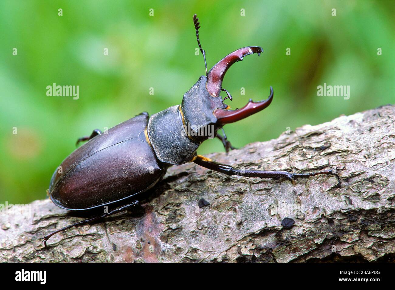 Hirschkaefer, (Lucanus servus Stock Photo - Alamy