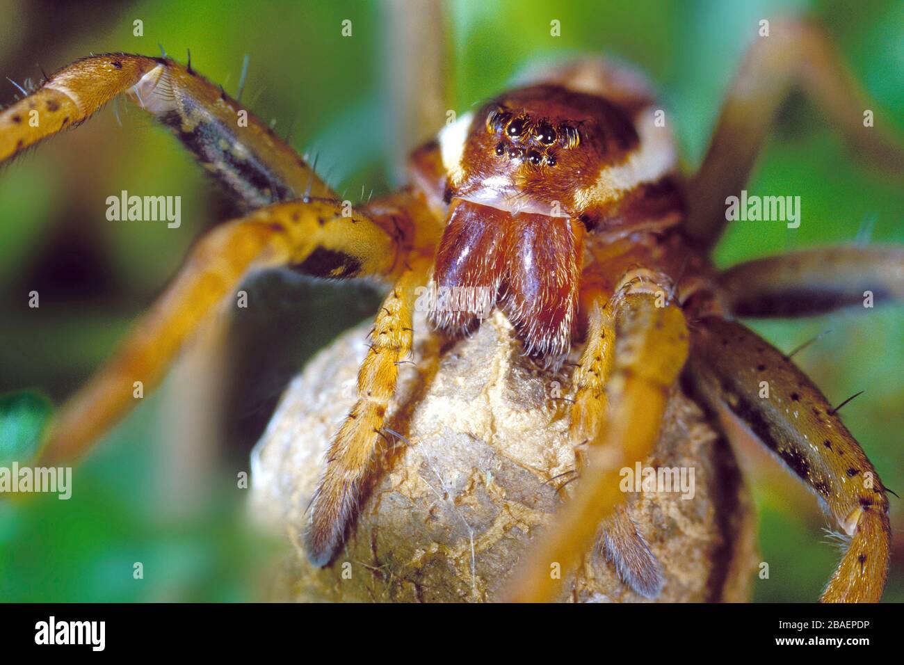 Jagdspinne High Resolution Stock Photography and Images - Alamy