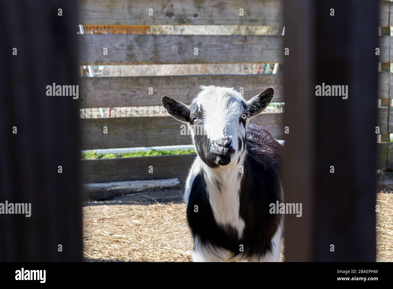 A young black and white goat behind a wooden fence at the petting zoo ...