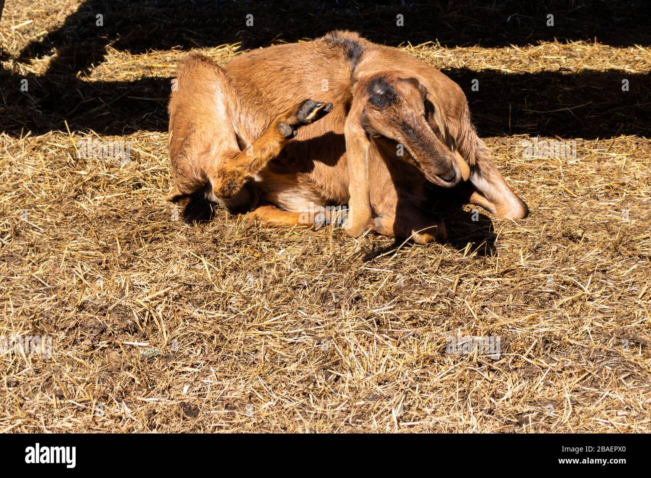 Big Floppy Ear High Resolution Stock Photography and Images - Alamy