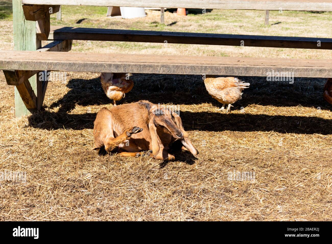 A brown long eared goat laying down scratching his ear in a pasture ...