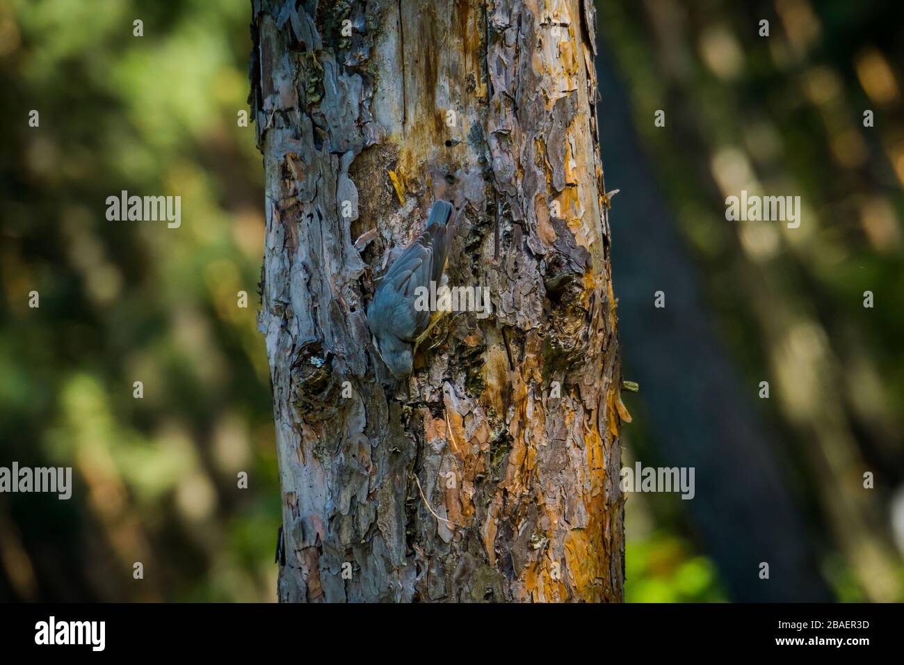 Cute little bird on a pine tree in the forest Stock Photo - Alamy