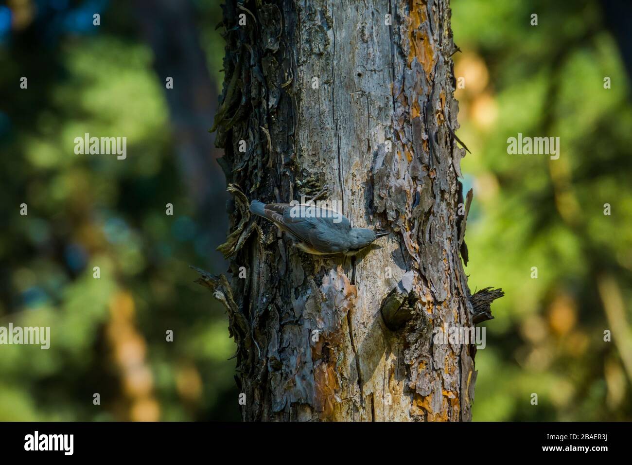 Cute little bird on a pine tree in the forest Stock Photo - Alamy
