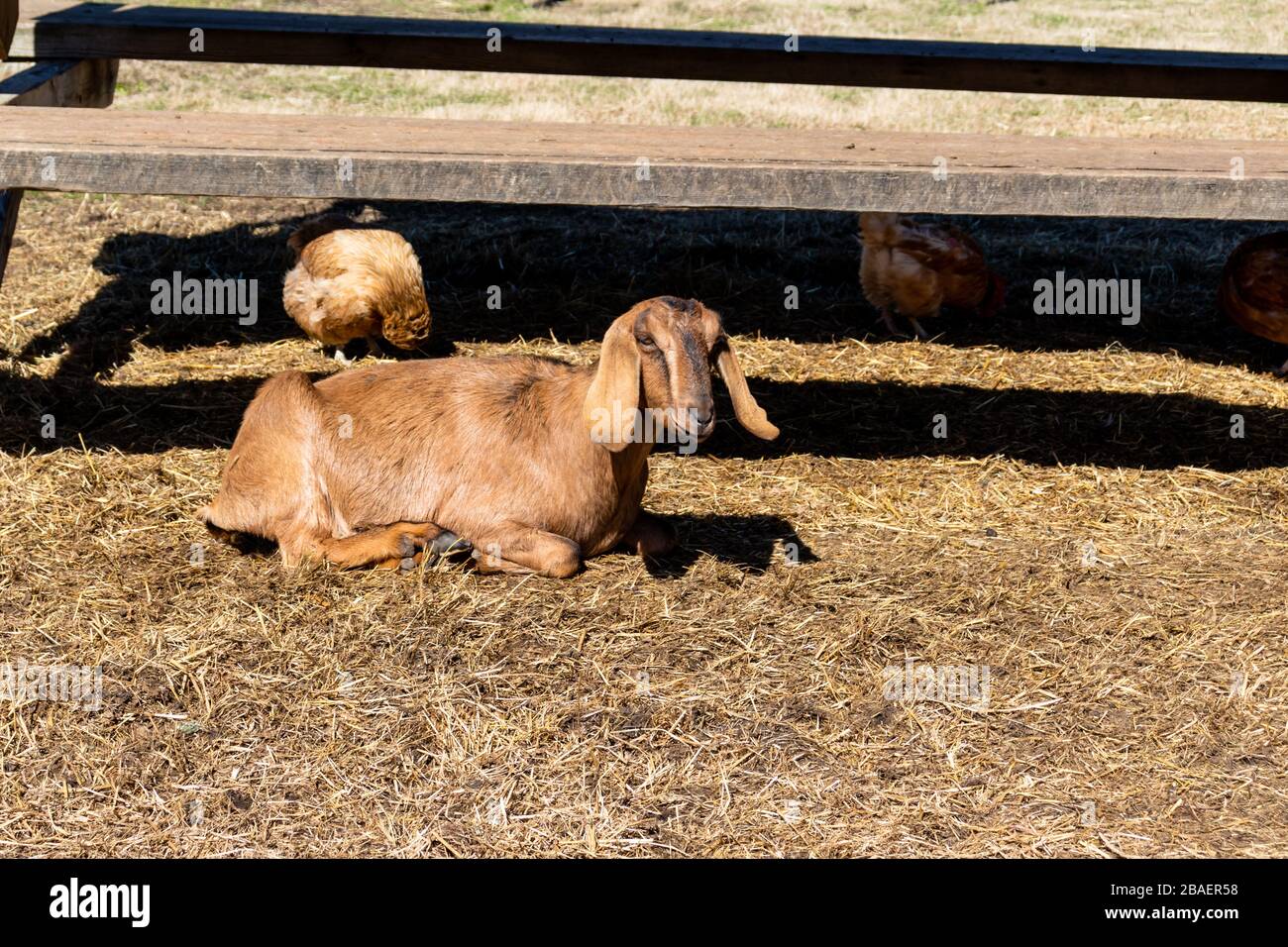 A brown long eared goat laying down scratching his ear in a pasture ...