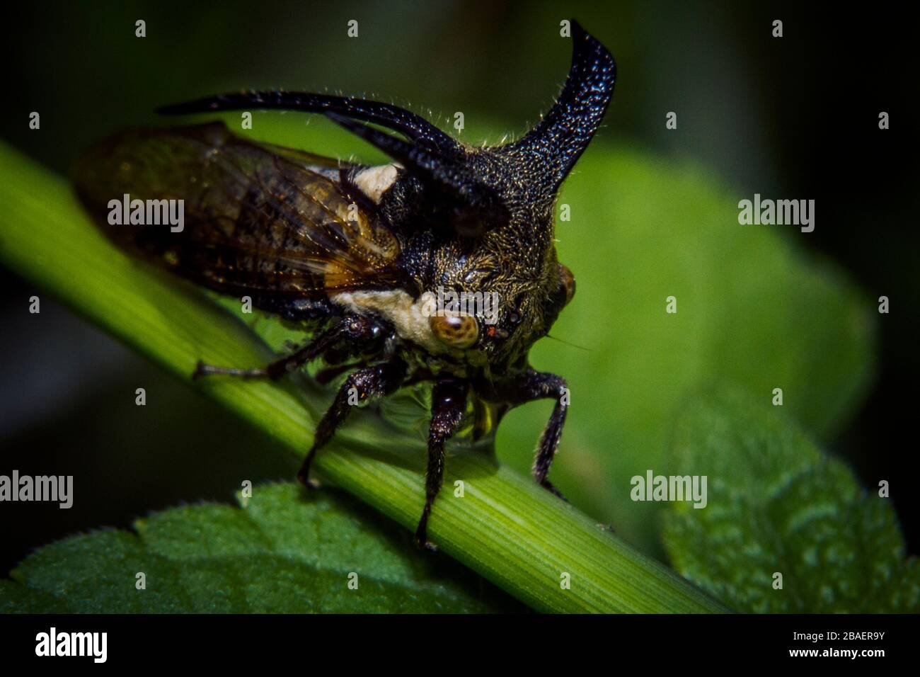 Close-up Eggplant Horned Planthopper insect, Leptocentrus Taurus Stock ...