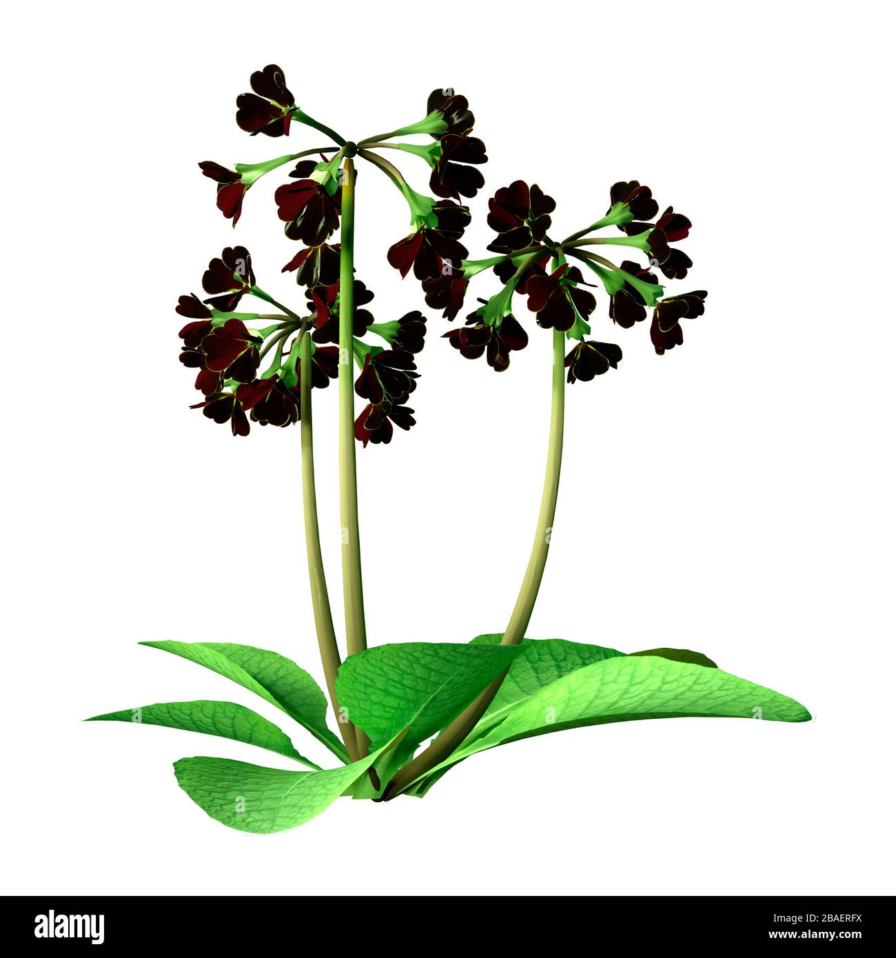 Oxlip primula elatior on white hi-res stock photography and images - Alamy