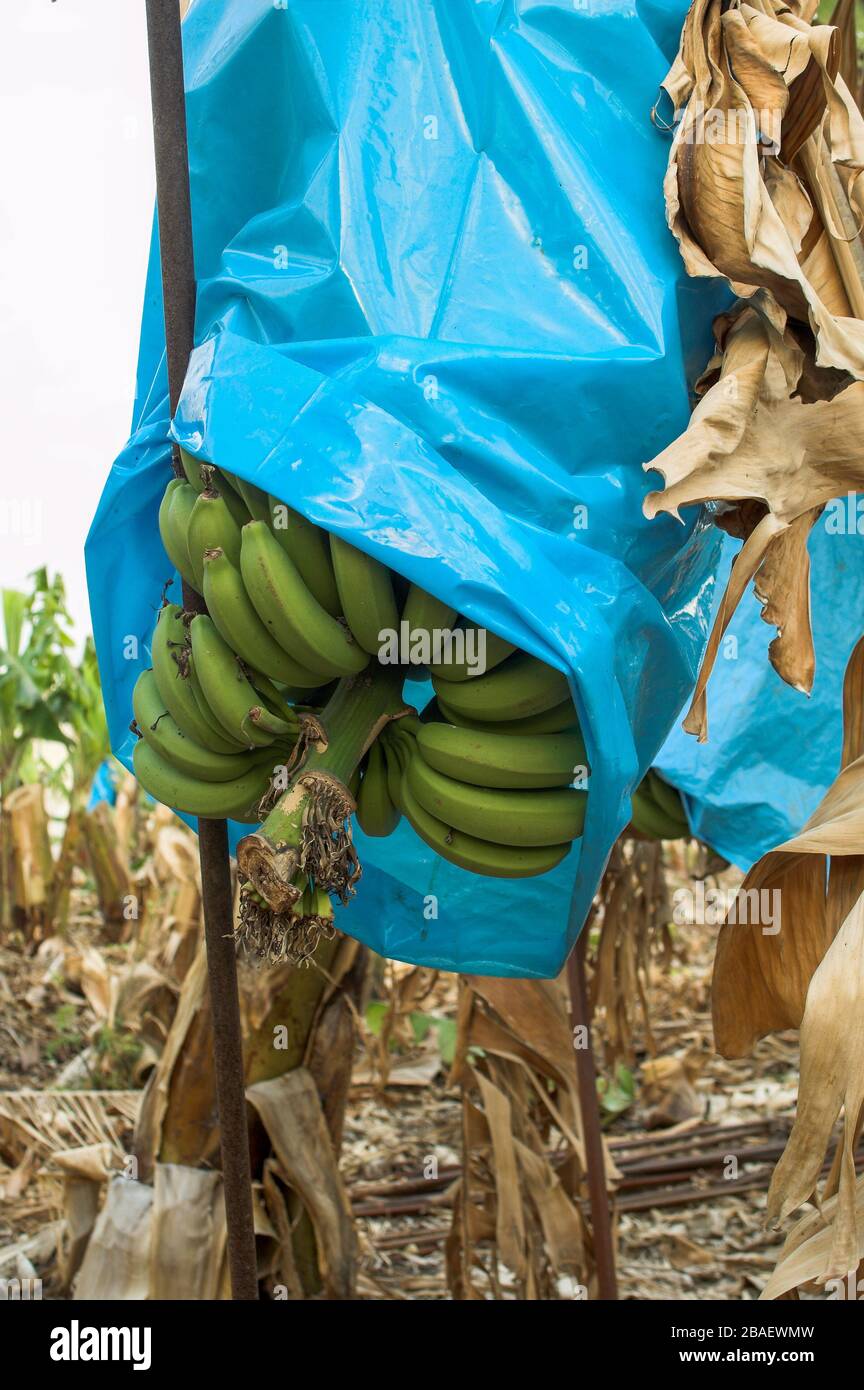 Banana plantation near Paphos in Cyprus showing bananas covered by blue ...