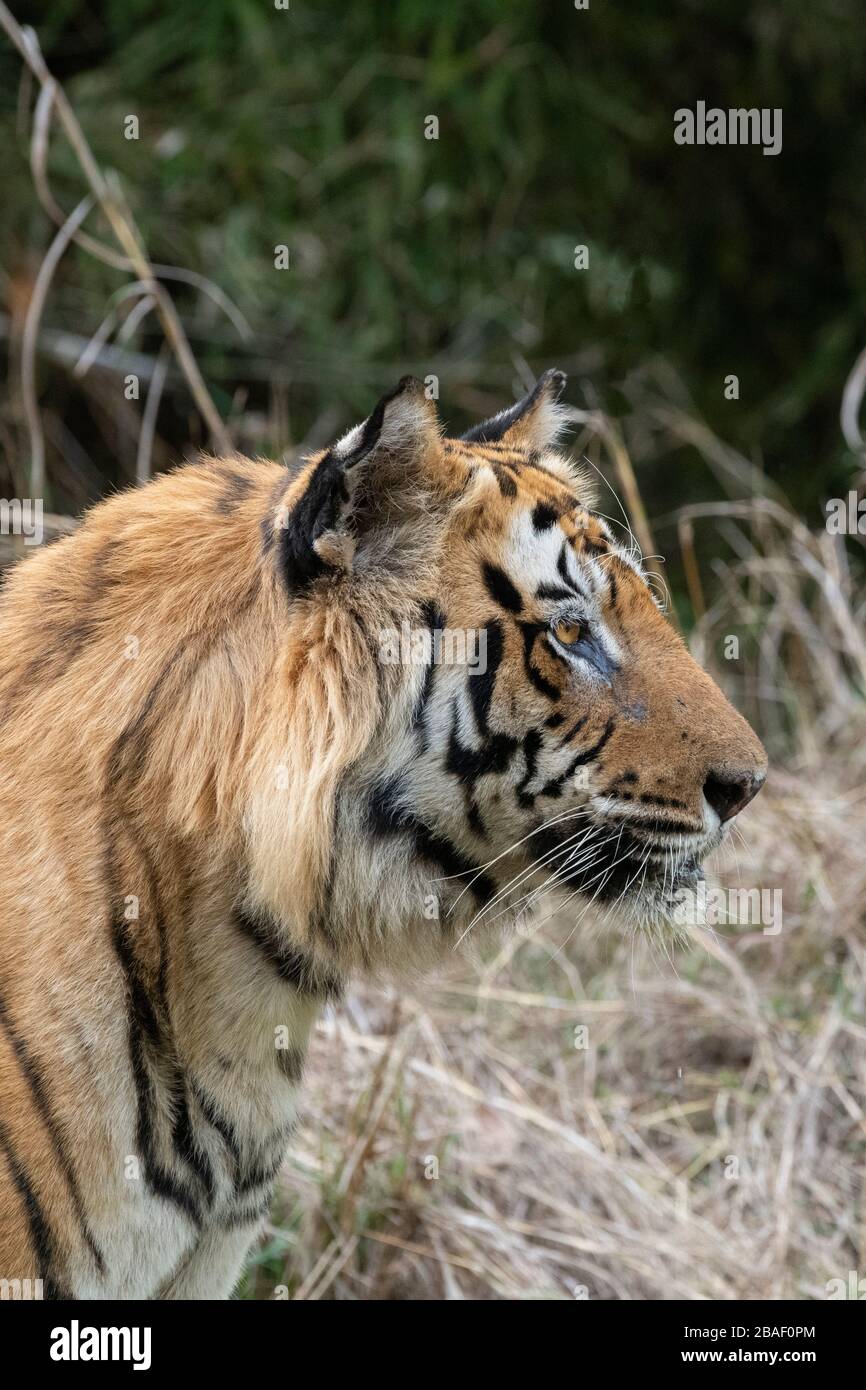 India, Madhya Pradesh, Bandhavgarh National Park. Mature male Bengal ...
