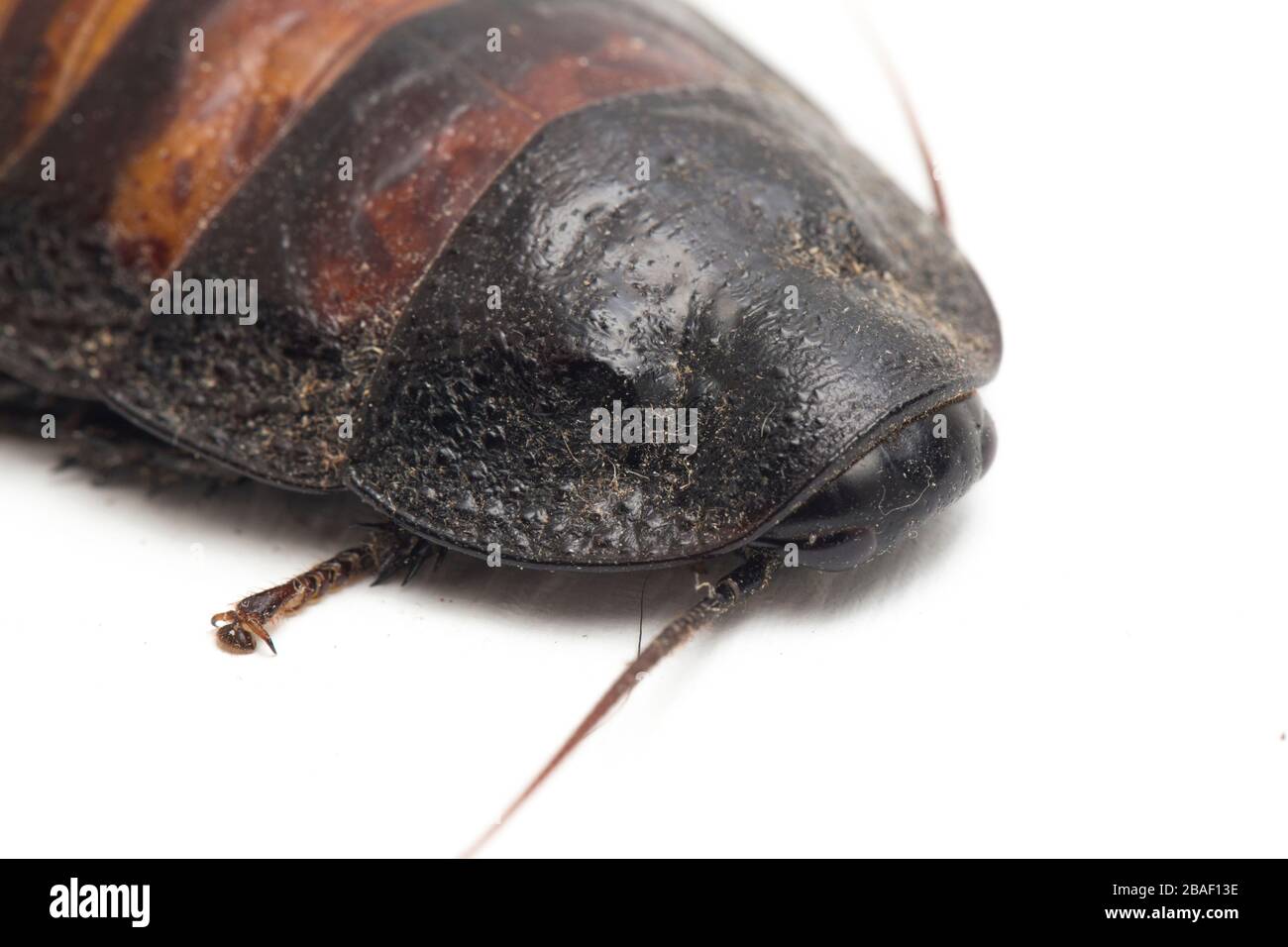 The Madagascar hissing cockroach (Gromphadorhina portentosa) isolated ...