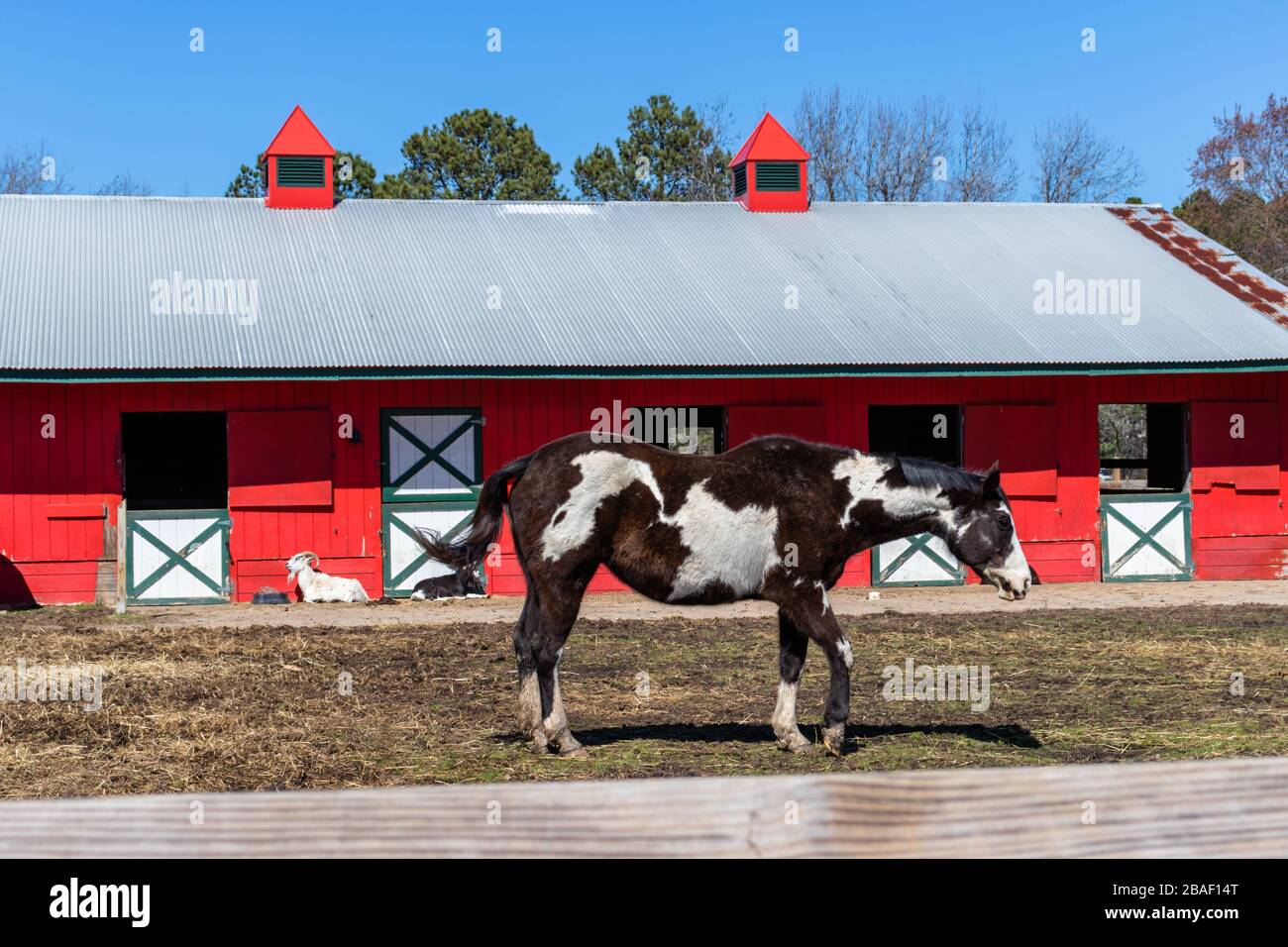 Hampton, Virginia/USA-March 1, 2020: A brown and white horse walking ...