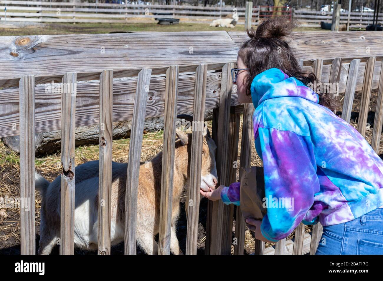 Hampton, VA/USA-March 1, 2020: A young girl feeding horned goats in the ...