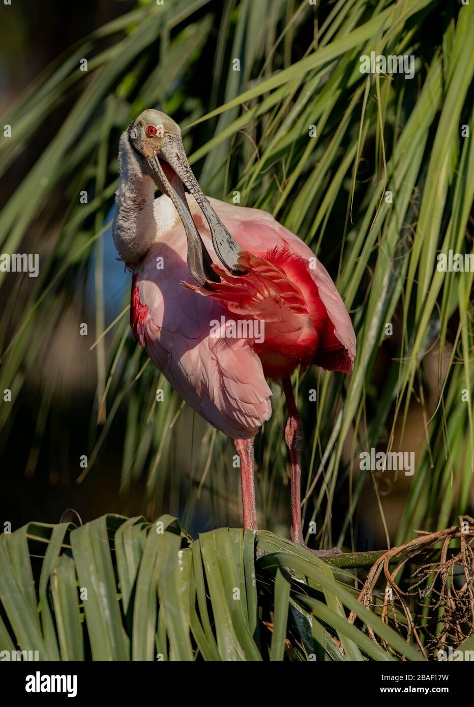 Roseate Spoonbill in Florida Stock Photo - Alamy