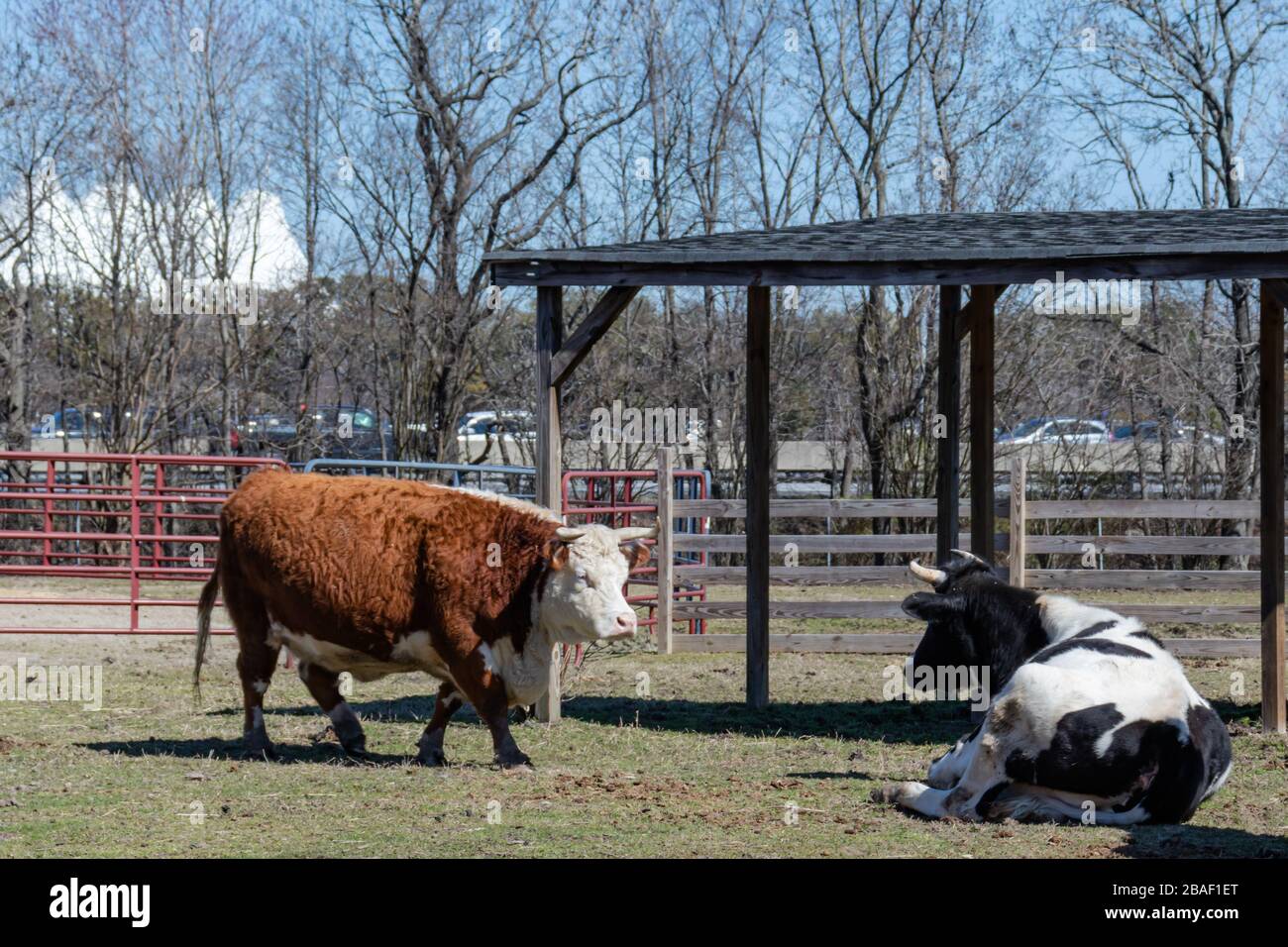 Hampton, Virginia/USA-March 1,2020: Two bulls together in the pasture ...