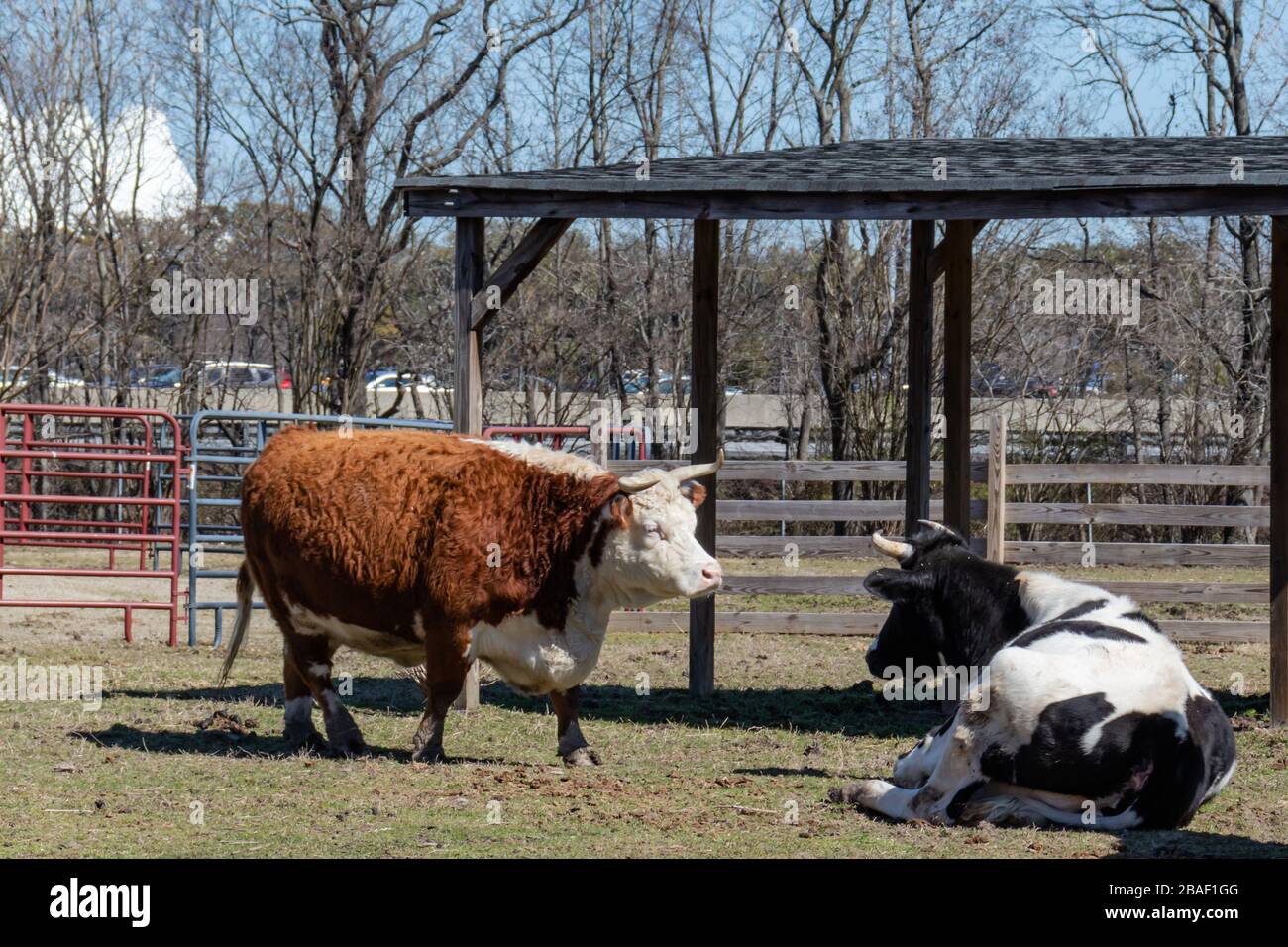 Hampton, Virginia/USA-March 1,2020: Two bulls together in the pasture ...