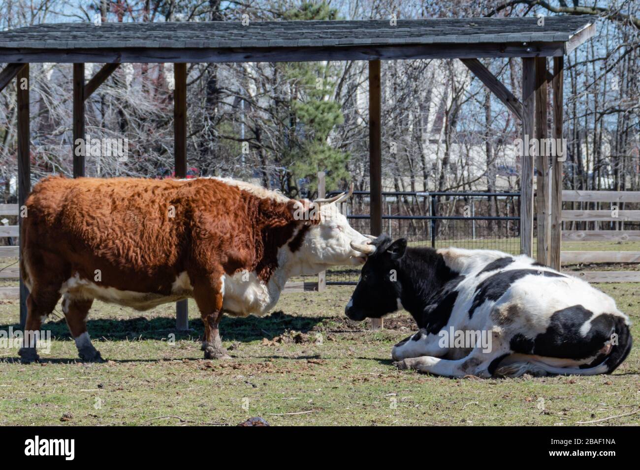 Hampton, Virginia/USA-March 1,2020: Two bulls together in the pasture ...