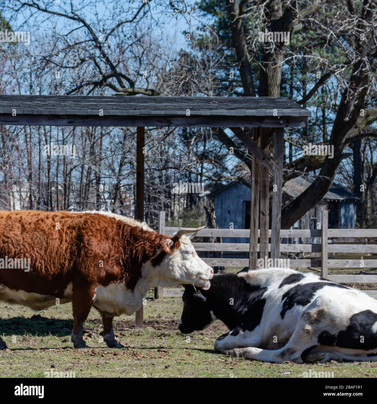 Two Bulls In Field High Resolution Stock Photography and Images - Alamy