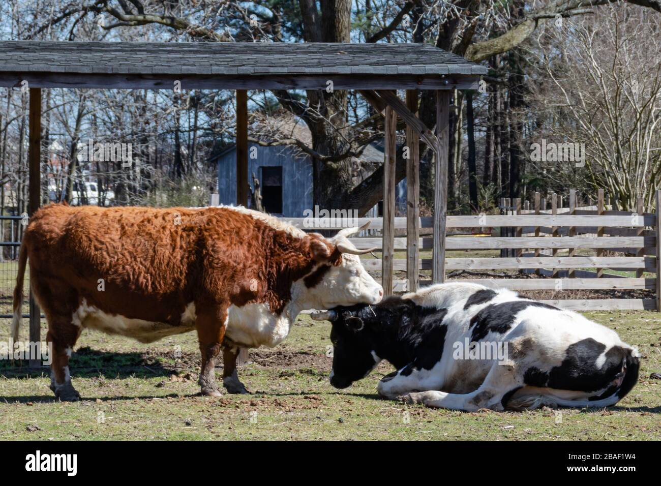Two bulls in field hi-res stock photography and images - Alamy