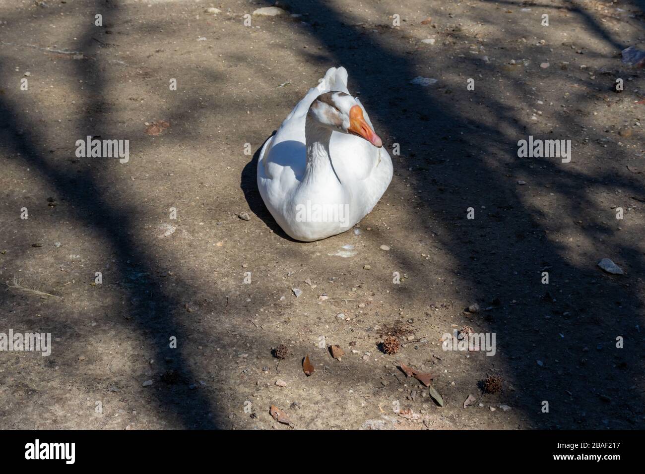 A white domestic goose sitting on the shore of the pond at Bluebird Gap ...