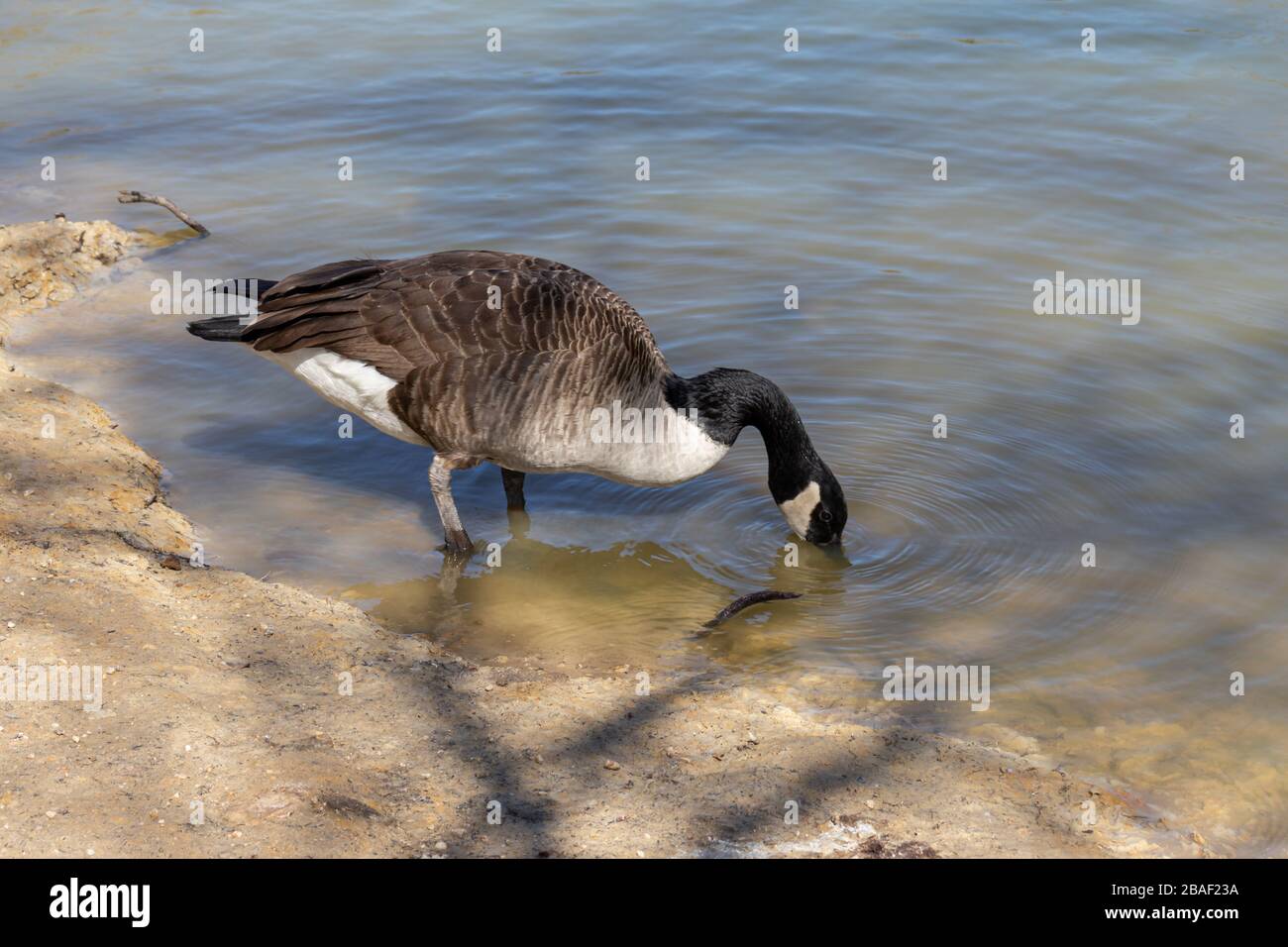 A Canadian Goose dabbling on the edge of the the pond at Bluebird Gap ...