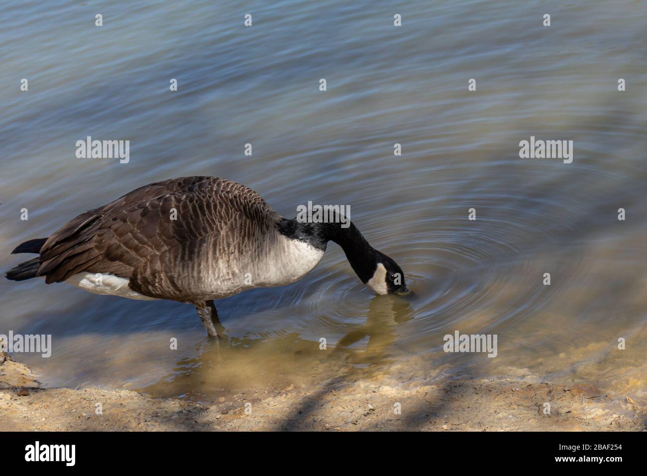A Canadian Goose dabbling on the edge of the the pond at Bluebird Gap ...