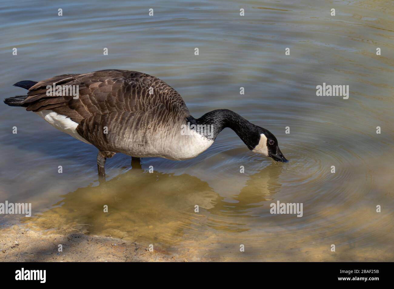 A Canadian Goose dabbling on the edge of the the pond at Bluebird Gap ...