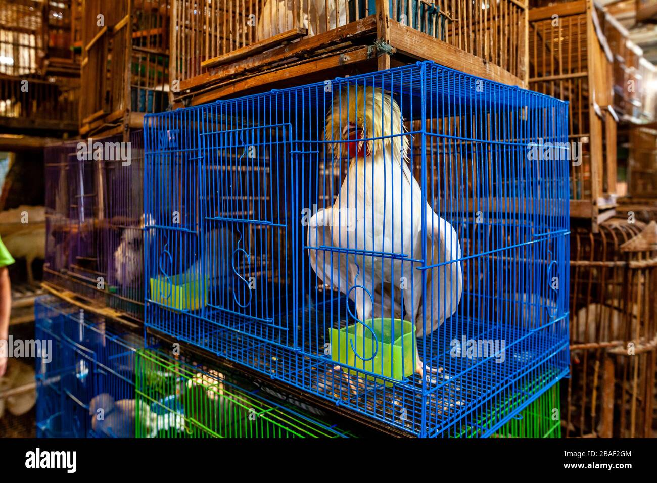 Colourful Birds In Cages For Sale At The Pramuka Bird Market, Jakarta ...