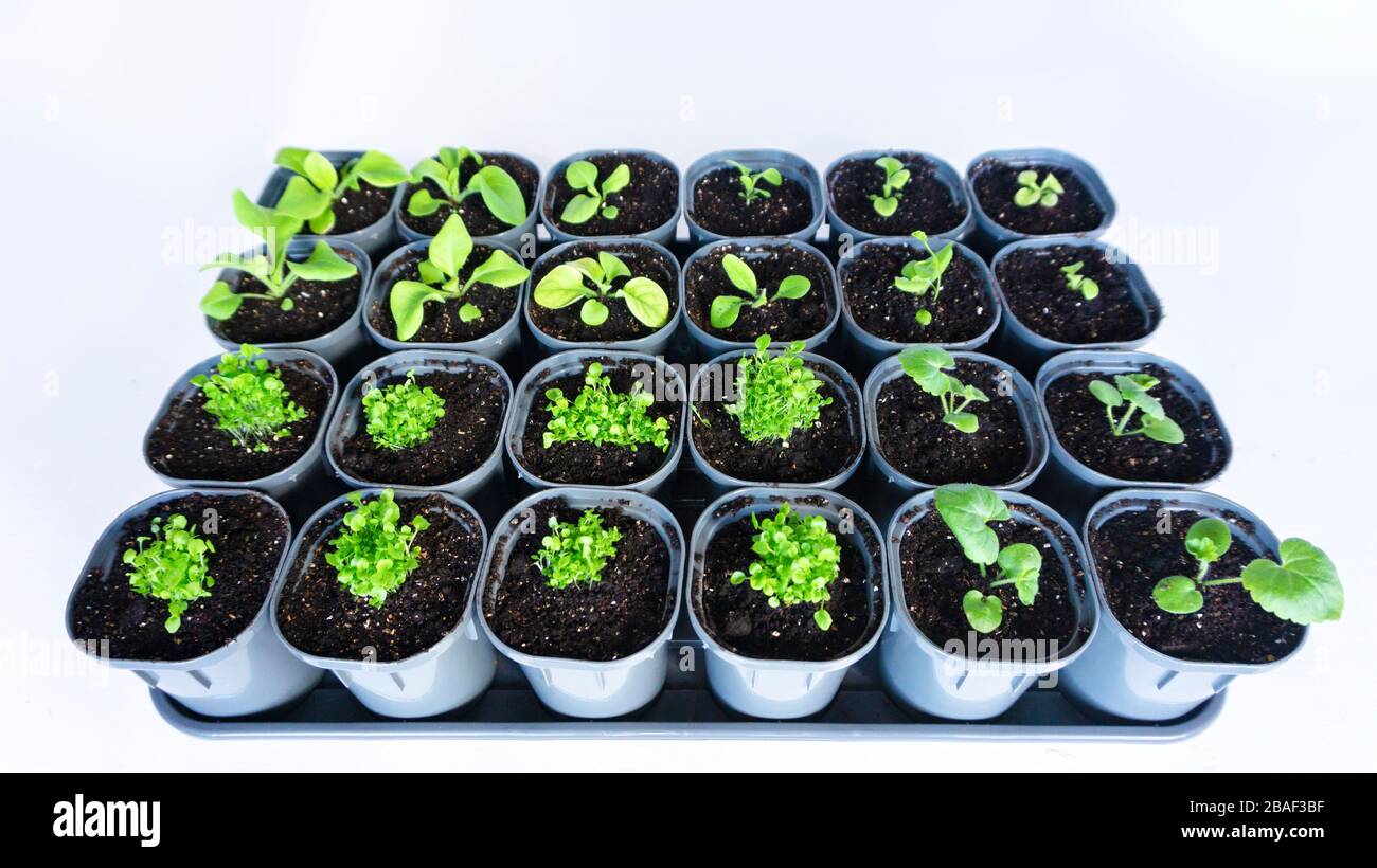 Set of young flower seedlings in small gray plastic pots isolated on ...