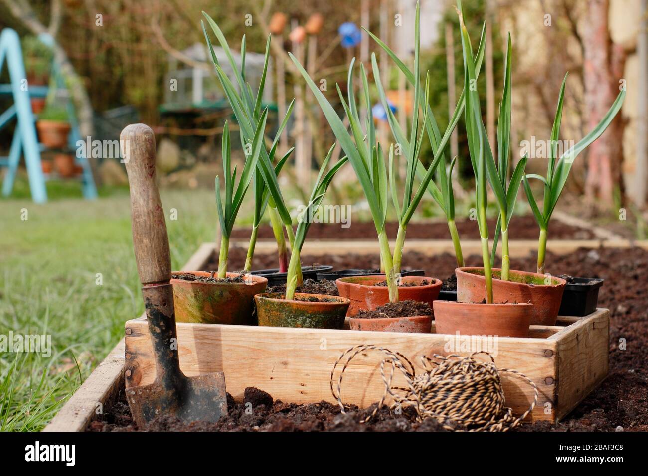 Allium sativum 'Lautrec Wight'. Planting out garlic plants into a ...