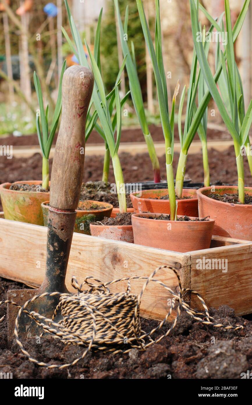 Allium sativum 'Lautrec Wight'. Planting out garlic plants into a ...