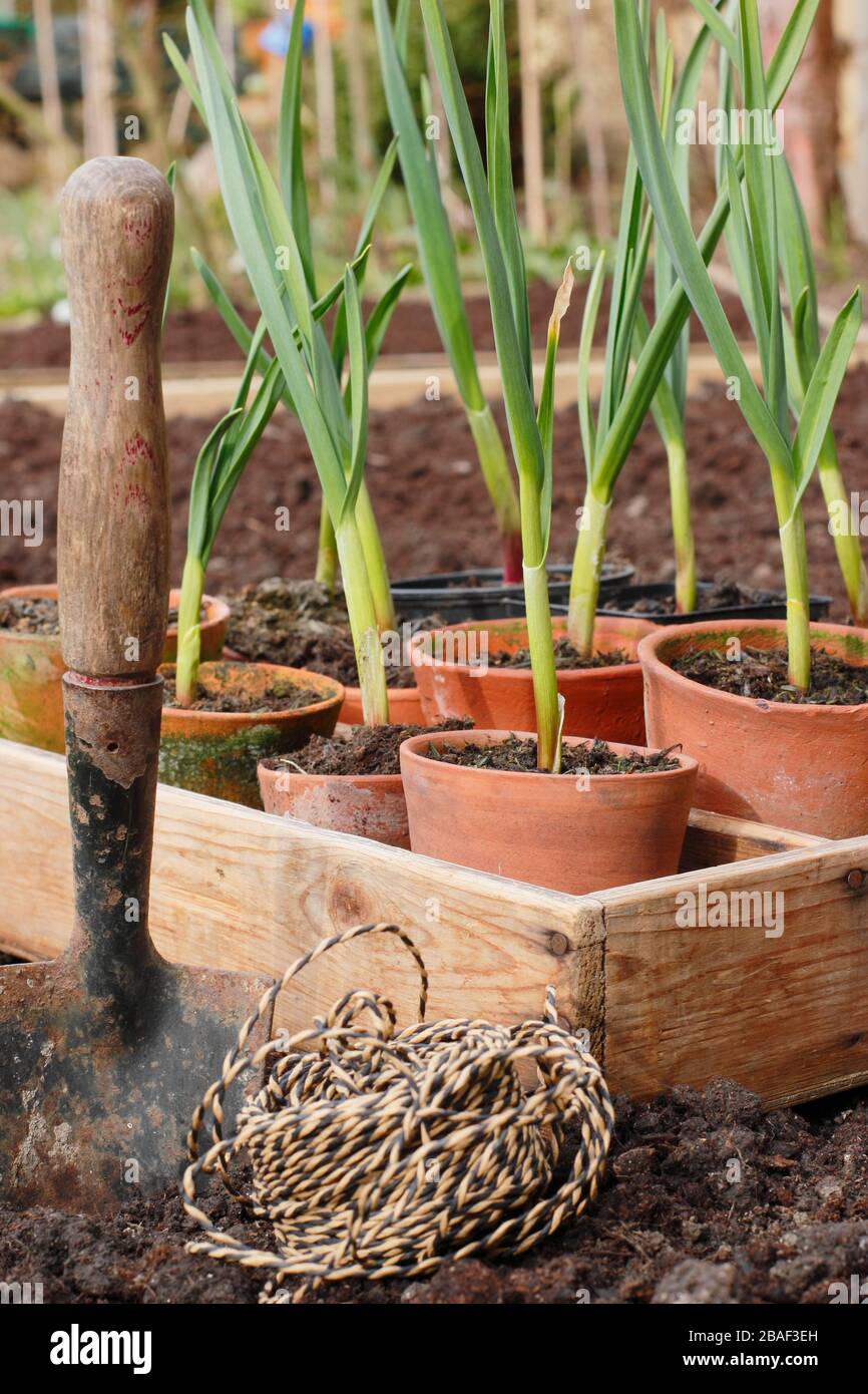 Allium sativum 'Lautrec Wight'. Planting out young, pot started garlic ...