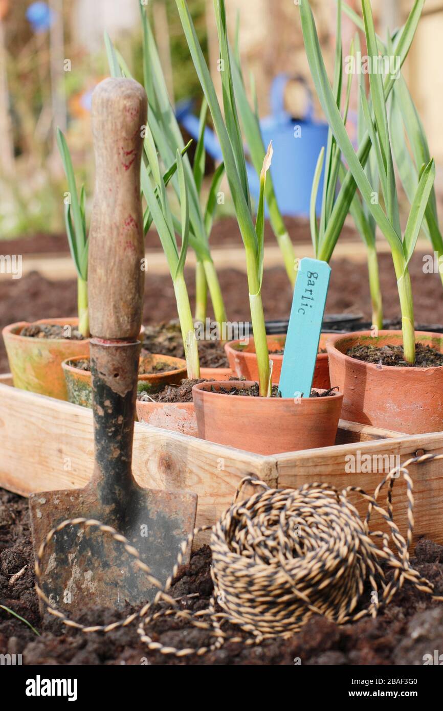 Allium Sativum Plant Plants High Resolution Stock Photography and ...