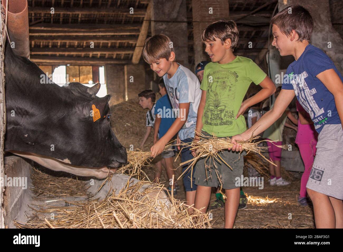 5 cows outside hi-res stock photography and images - Alamy