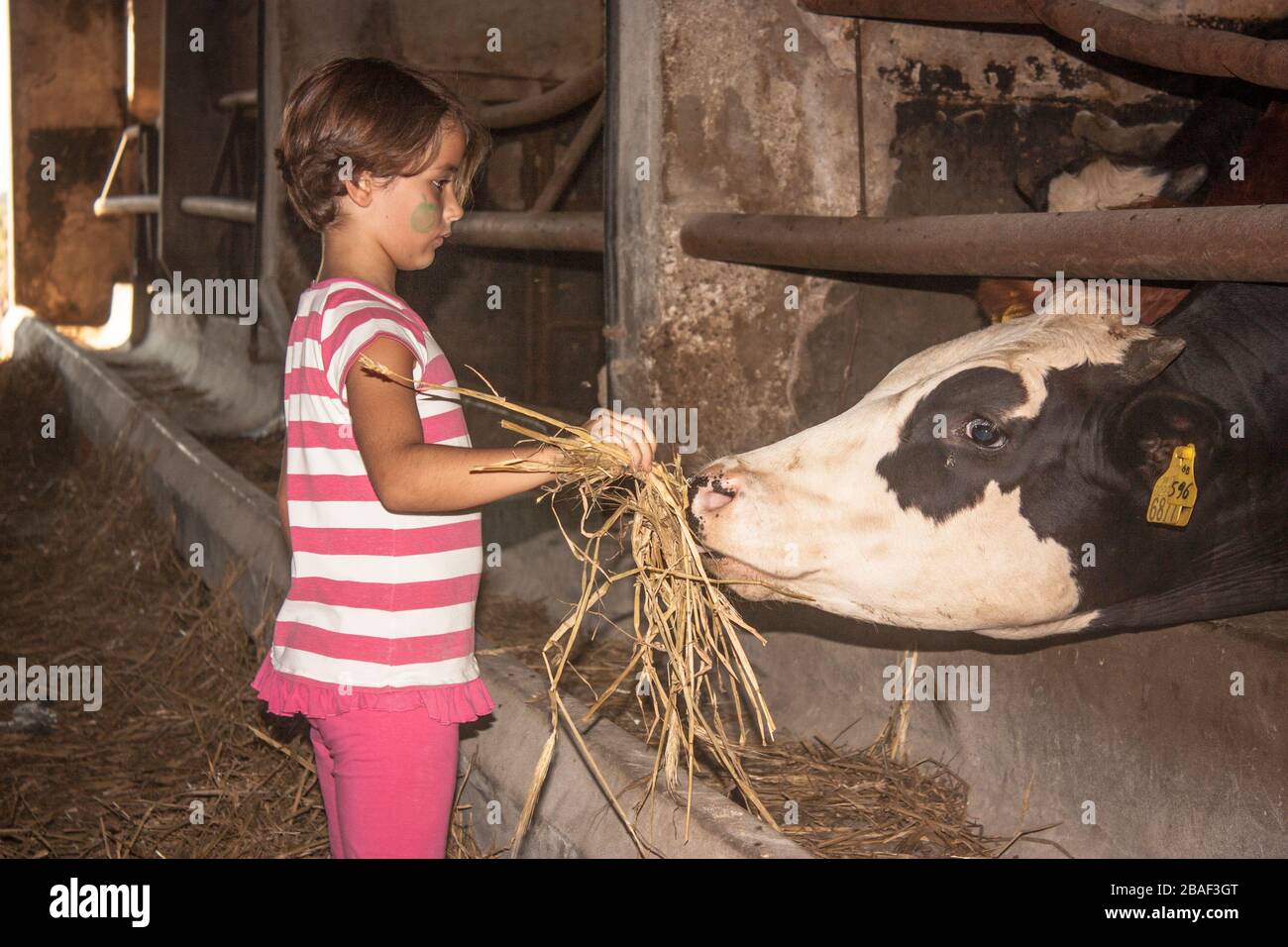 Children playing with cow hi-res stock photography and images - Alamy