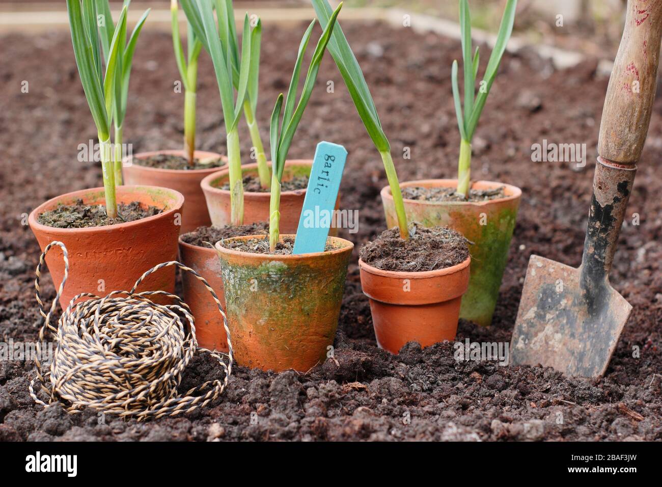 Allium sativum 'Lautrec Wight' hardneck garlic. Planting out young ...