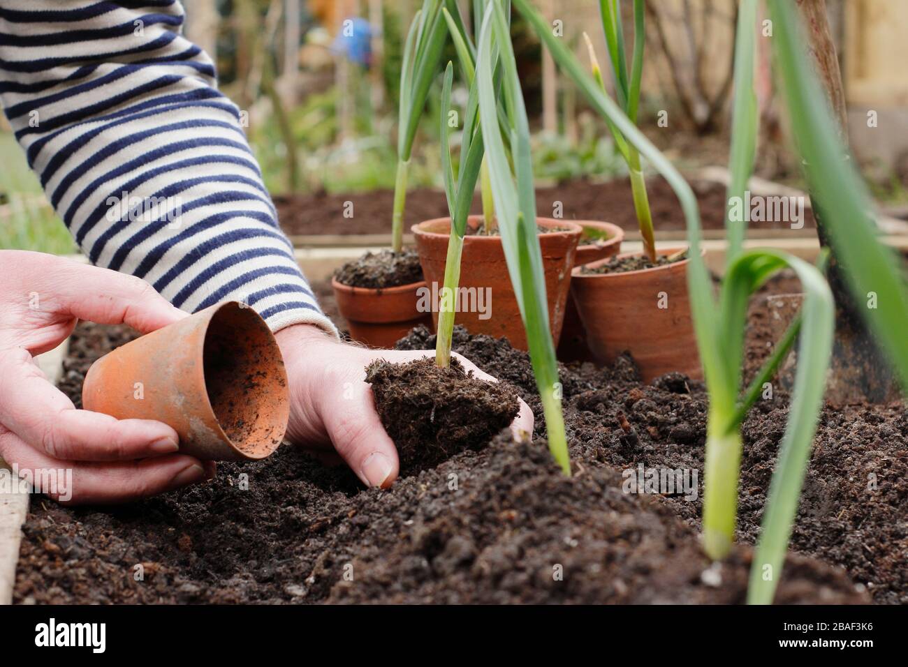 Allium sativum 'Lautrec Wight' hardneck garlic. Planting out young ...