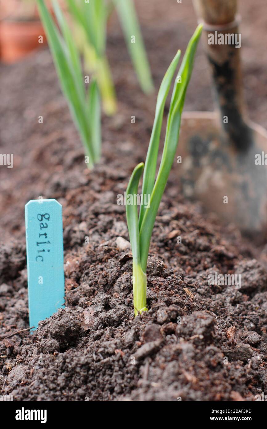 Allium sativum 'Lautrec Wight'. Planting out young garlic plants into ...