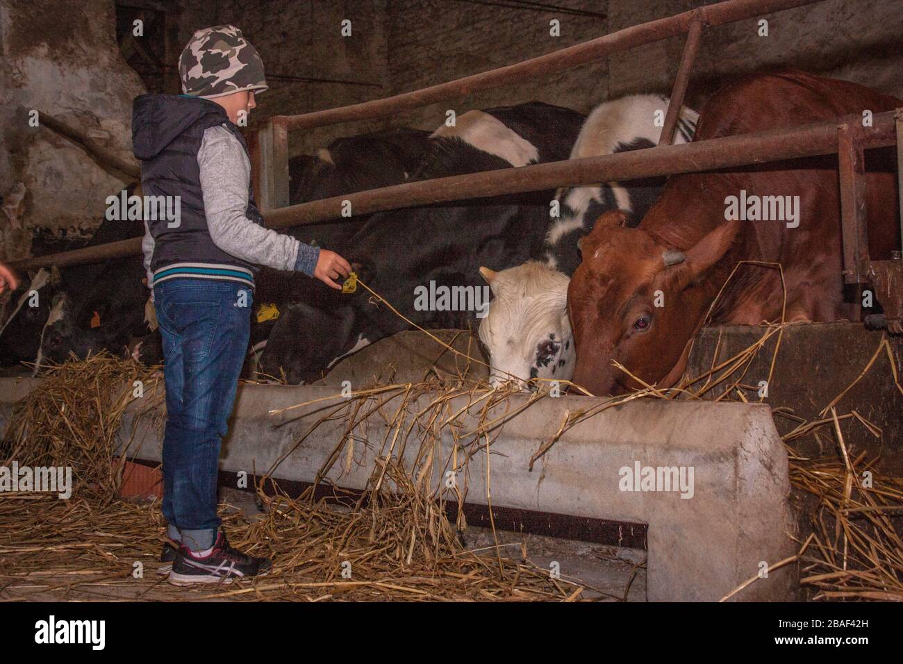 Children playing with cow hi-res stock photography and images - Alamy