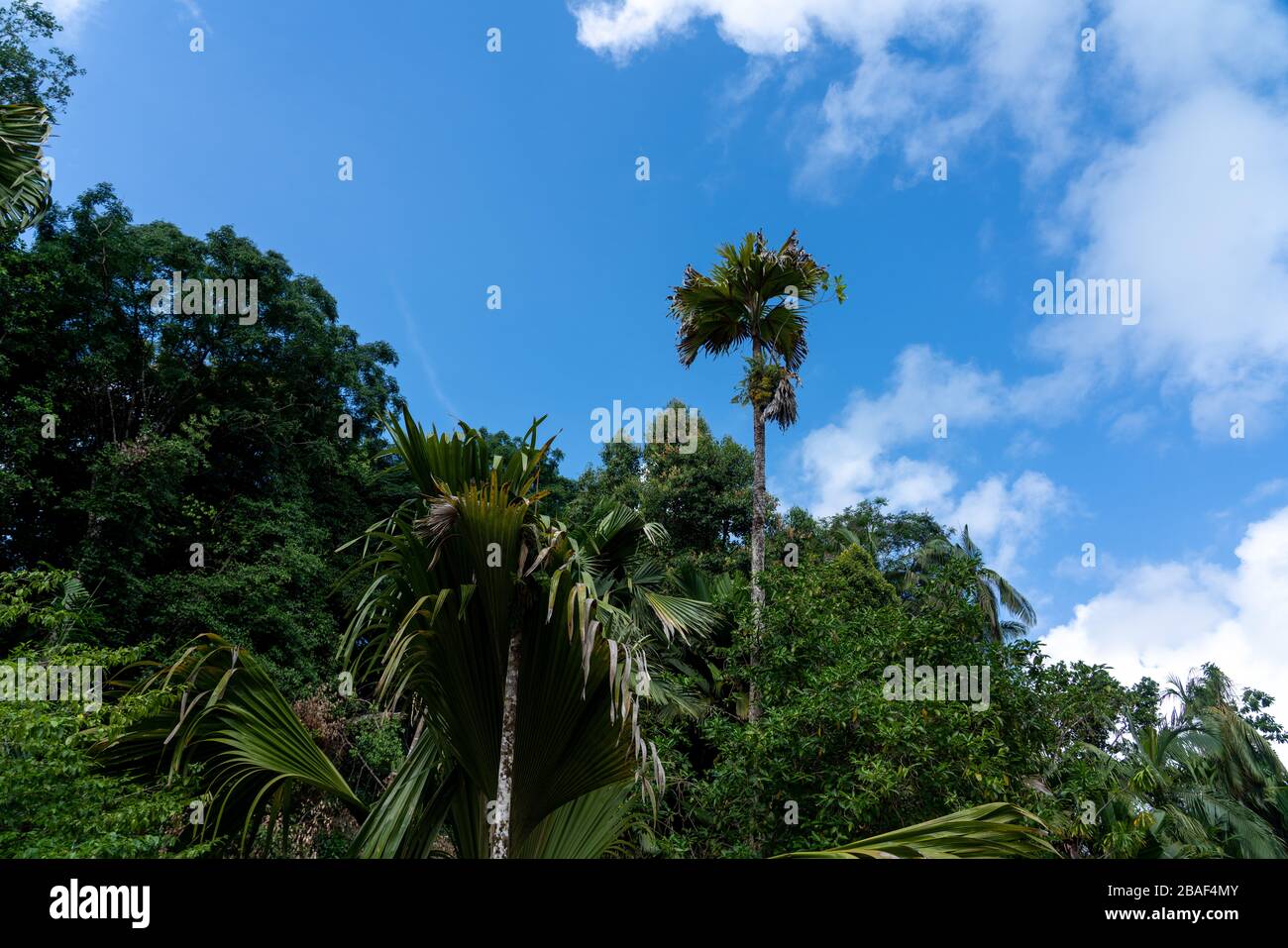 Coco del mar biggest seed in the world in Seychelles Mahe Island Stock ...
