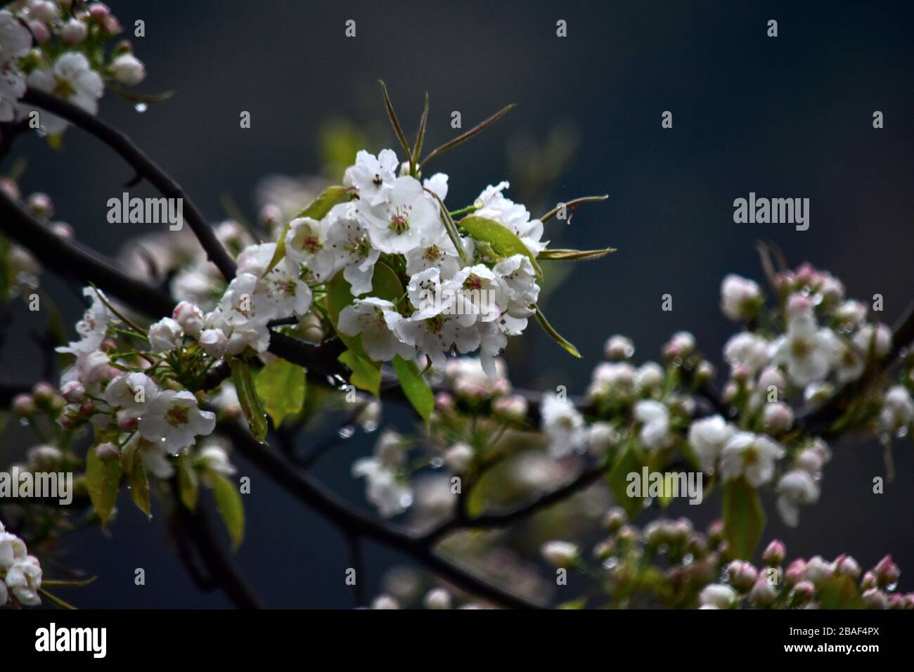 March 24, 2020, Srinagar, Jammu & Kashmir, India: View of a cherry ...