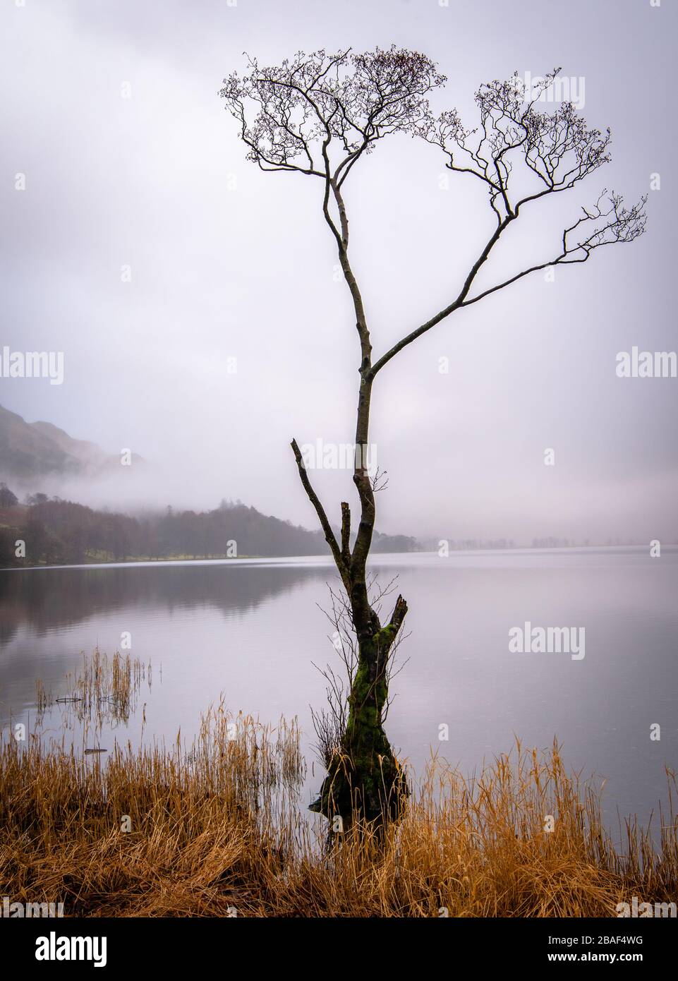 Lone tree buttermere lake district hi-res stock photography and images ...