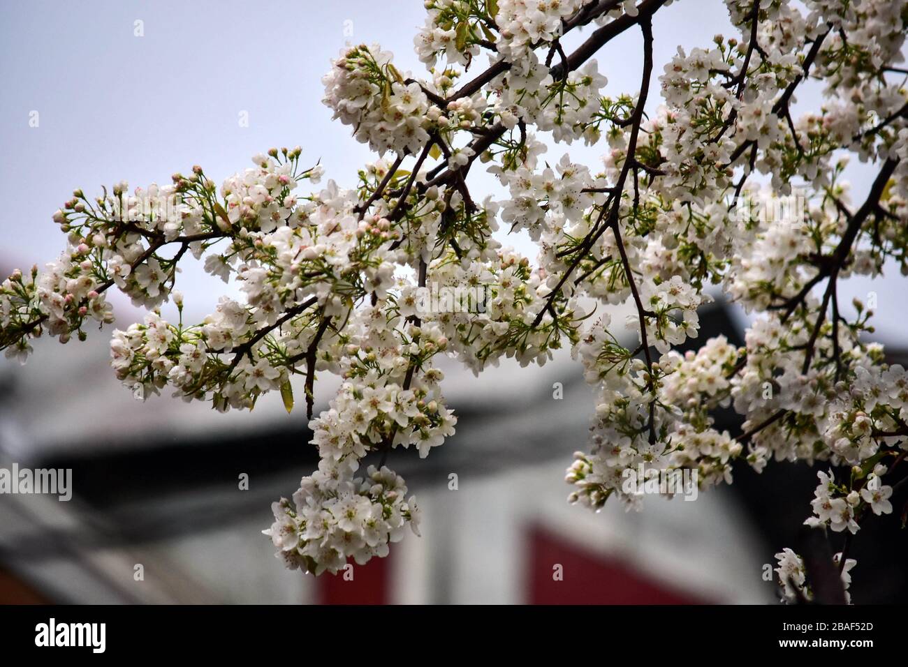 Cherry blossom india hi-res stock photography and images - Alamy