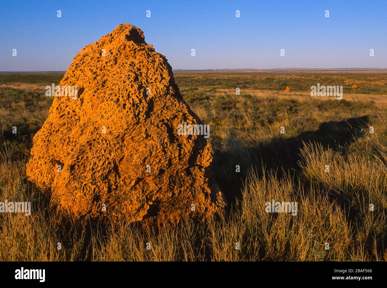 WESTERN AUSTRALIA - Termite mound in field Stock Photo - Alamy