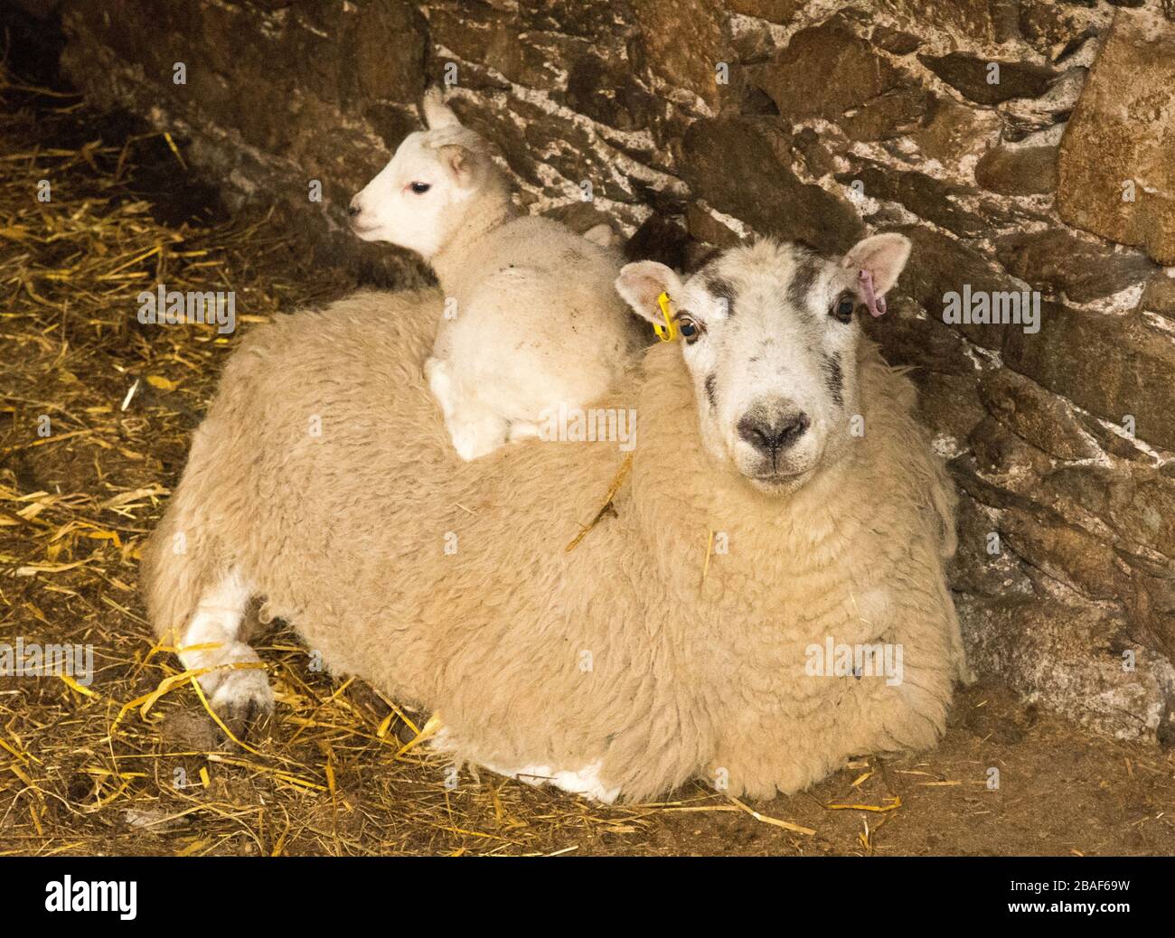 Ewe and lamb in barn Stock Photo - Alamy